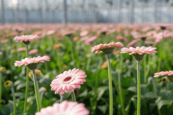 Over ons - Flower Harmony